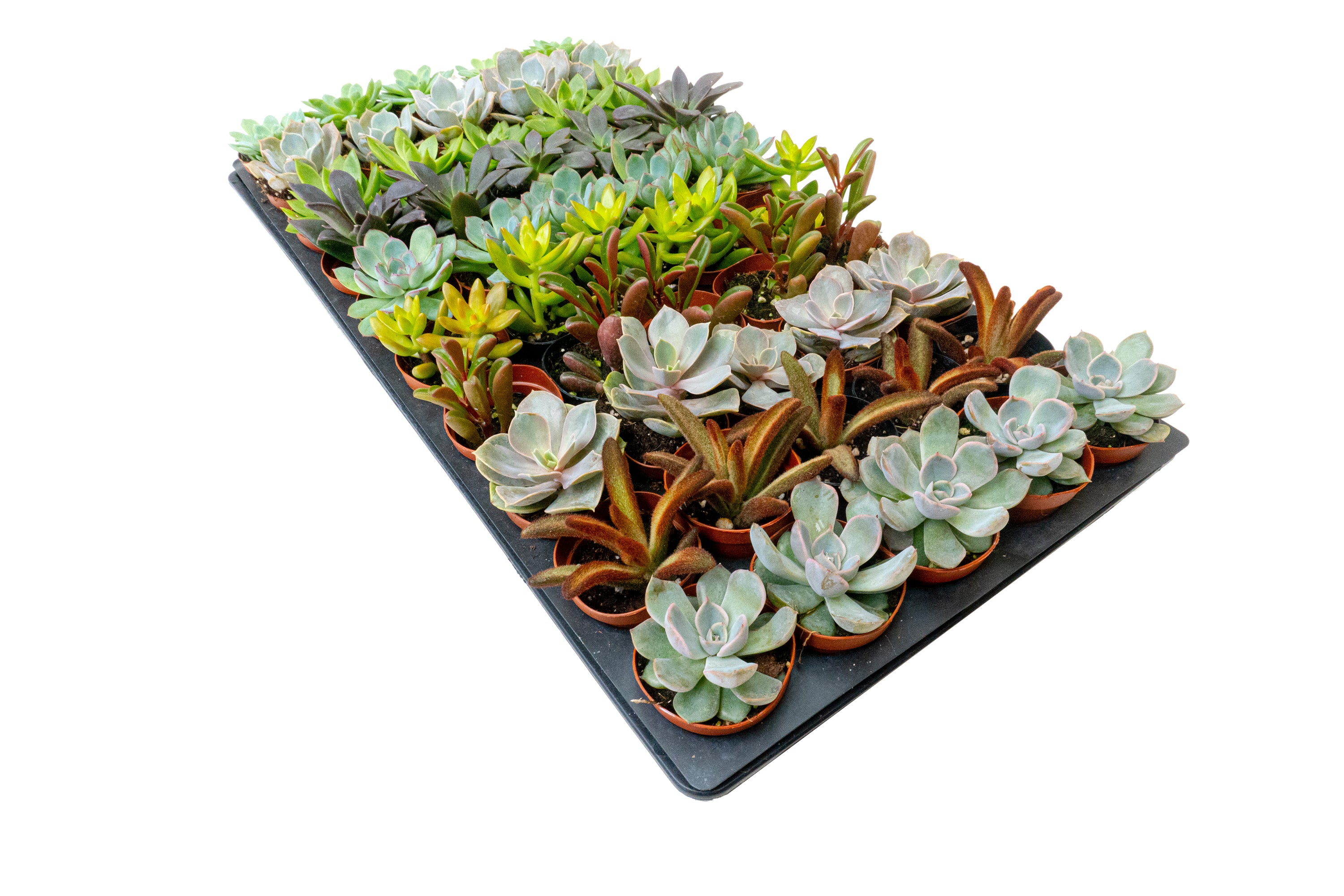 Products – Treecard Plants